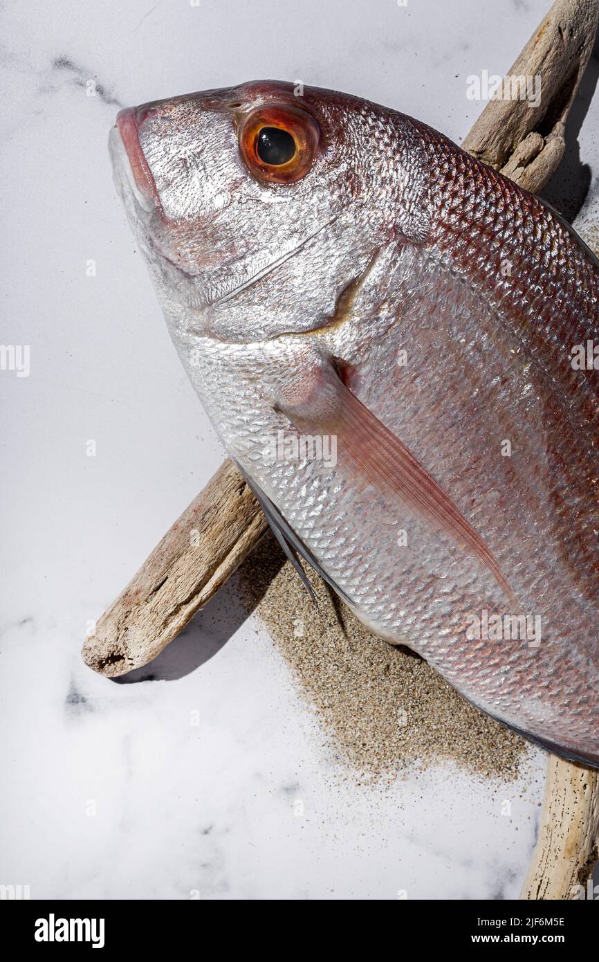 Top view of raw common seabream fish placed on stones near driftwood ...