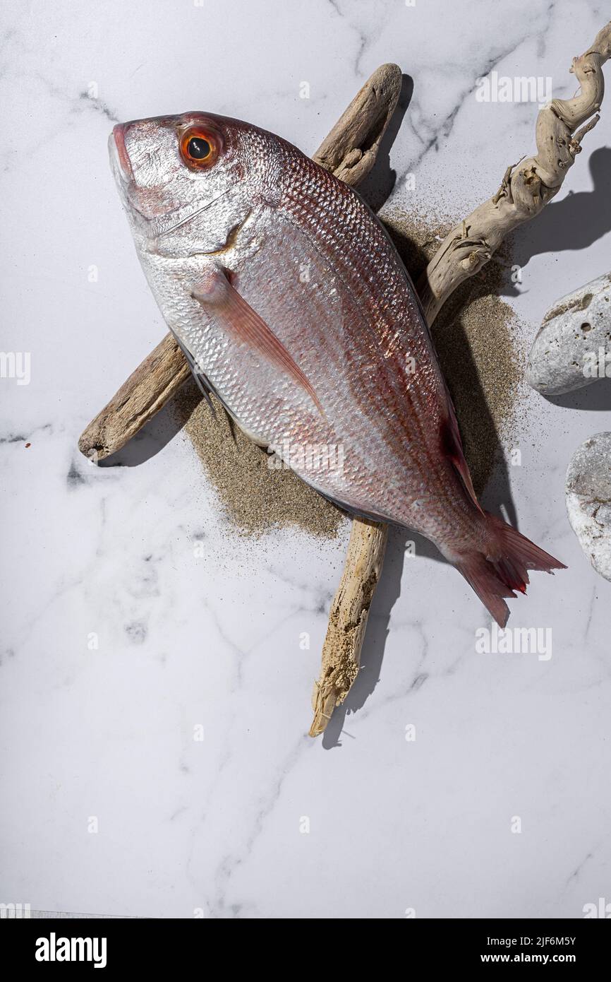 Top view of raw common seabream fish placed on stones near driftwood ...