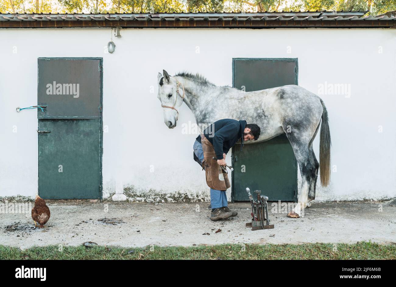 Full body man in apron attaching horseshoe to hoof of gray horse ...