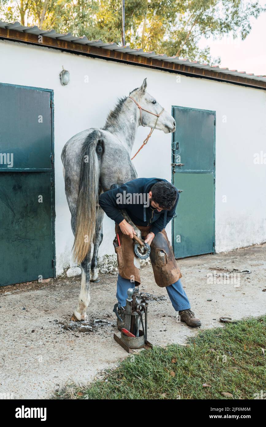 man in dirty chaps fixing hoof from horse during work in yard outside ...
