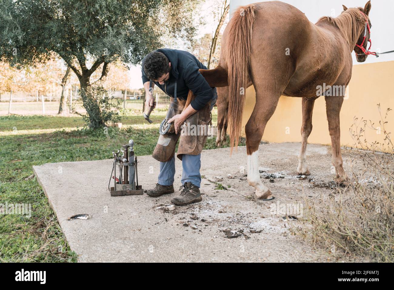man in dirty chaps fixing hoof from horse during work in yard outside ...
