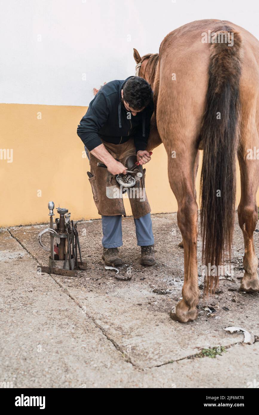 Full body man in apron attaching horseshoe to hoof of brown horse ...