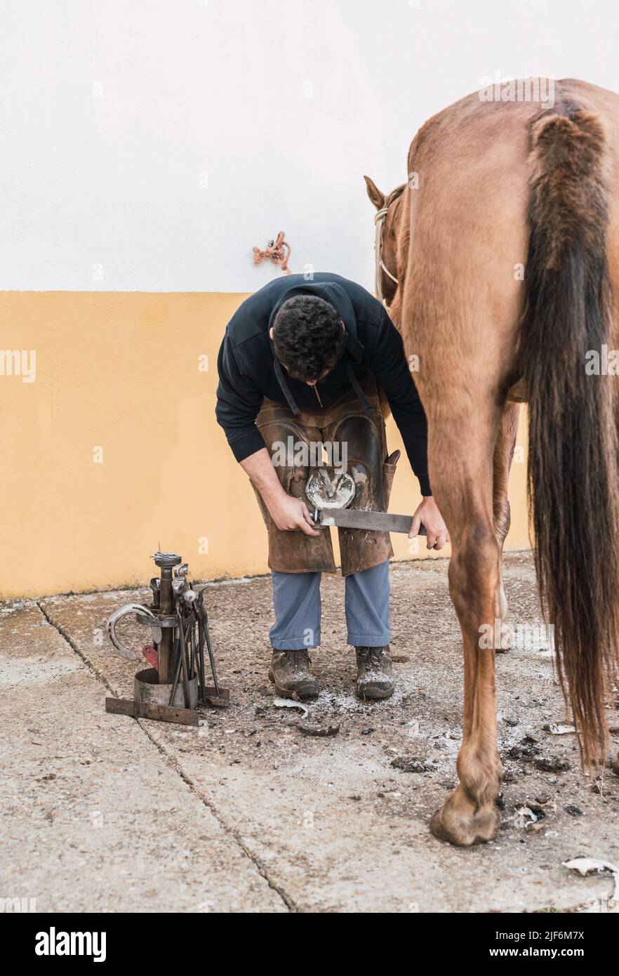 Male in uniform trimming hoof of horse with horseshoe file while ...