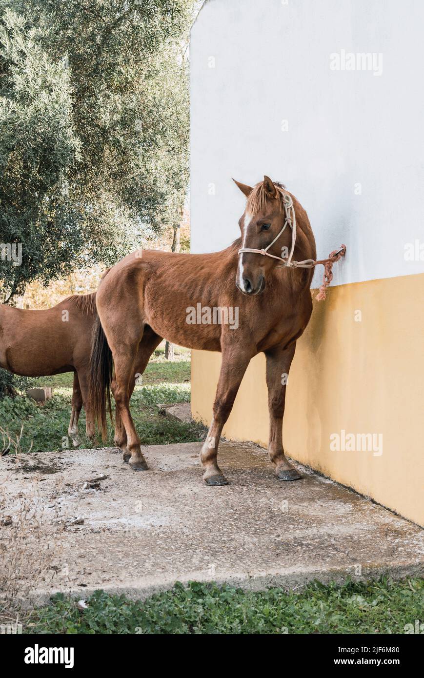 Purebred horse with red halter standing near wall of barn in rural area ...