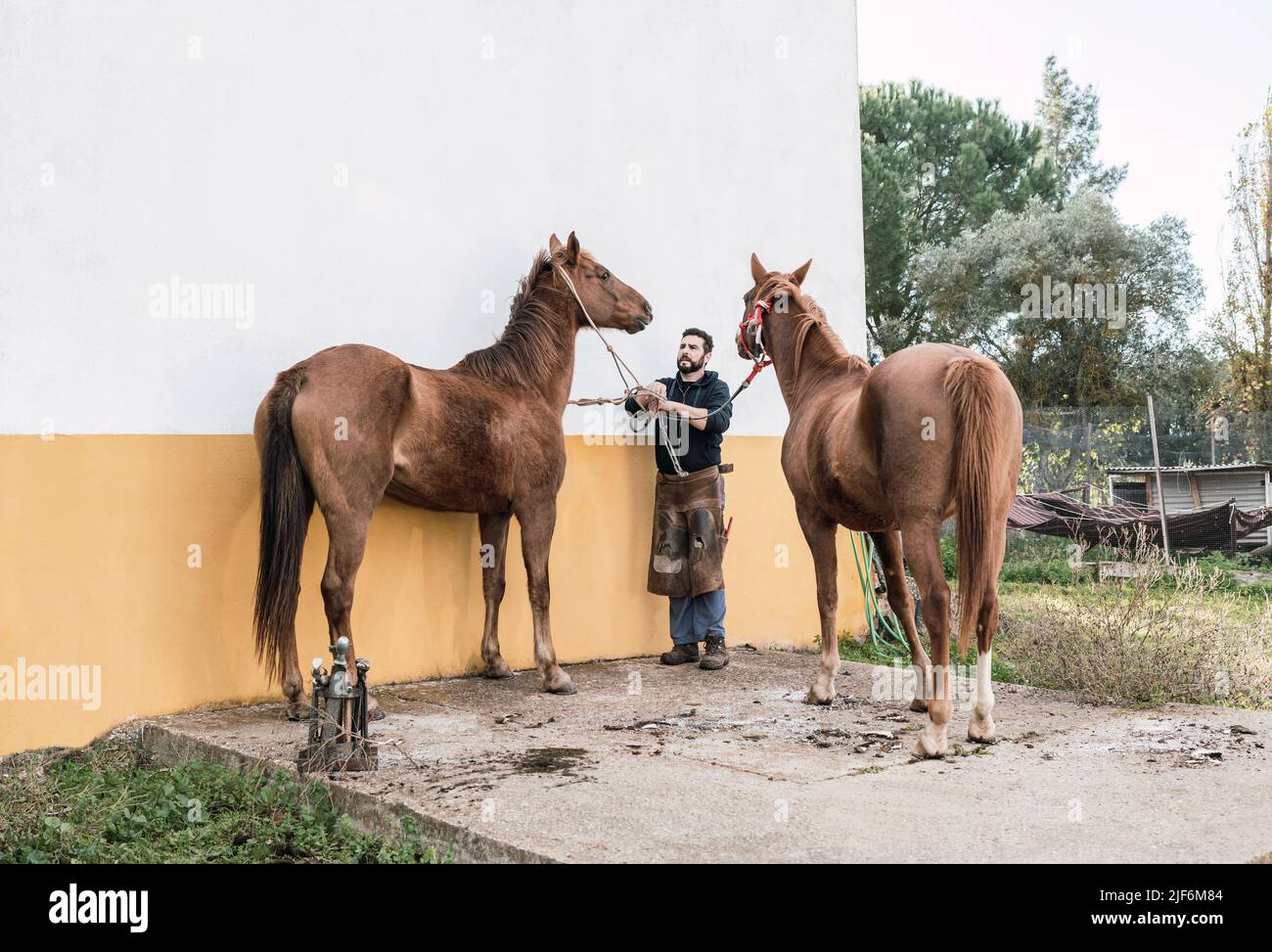 Full body of male groom in uniform holding halters of horses while ...