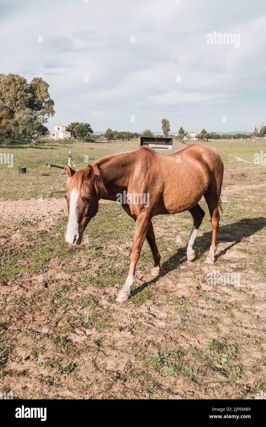 Cute chestnut horse with spotted muzzle strolling on grassy field in ...