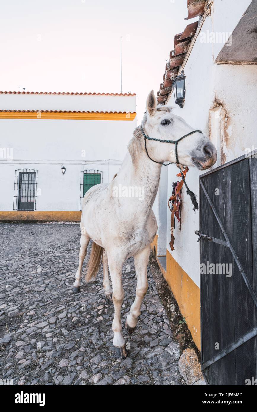 White horse with halter standing near wooden door of loose box near ...