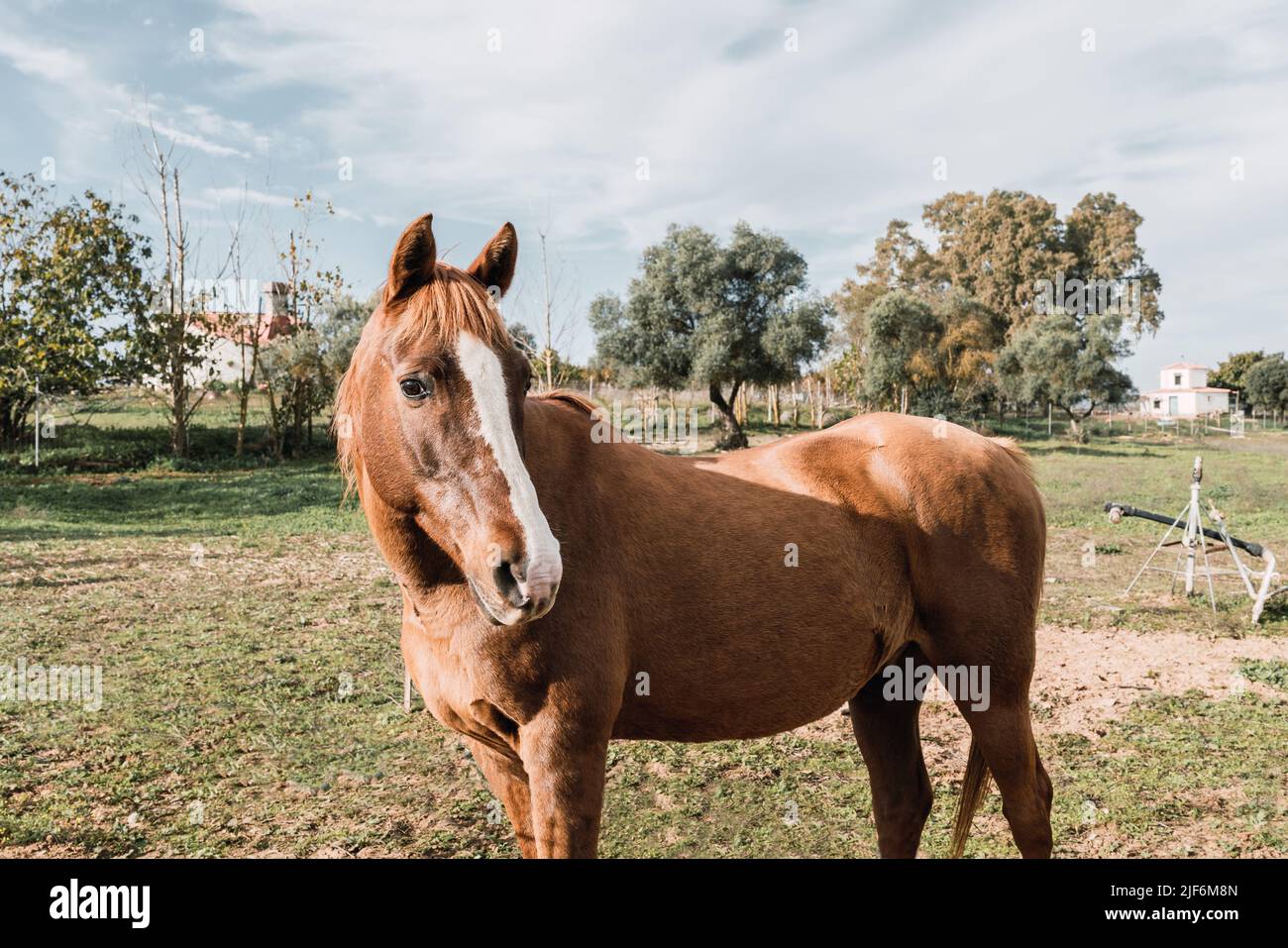 Cute chestnut horse with spotted muzzle strolling on grassy field in ...