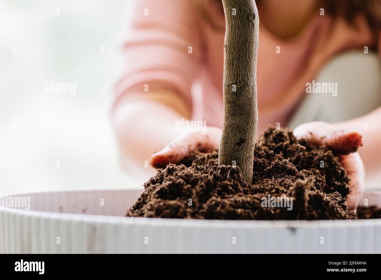 Crop girl pouring fertile soil into pot with plant during ...