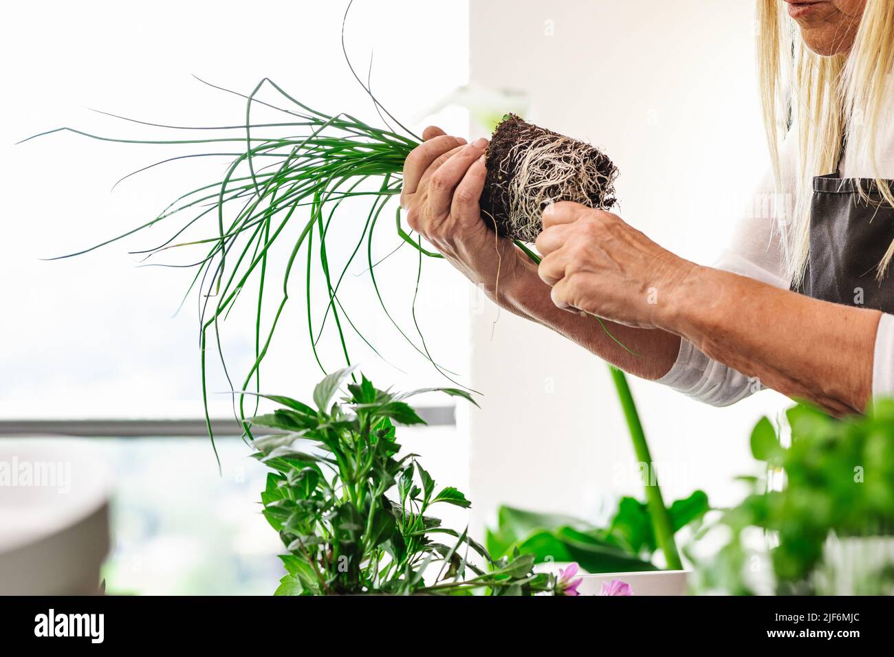 Plant Roots Side View