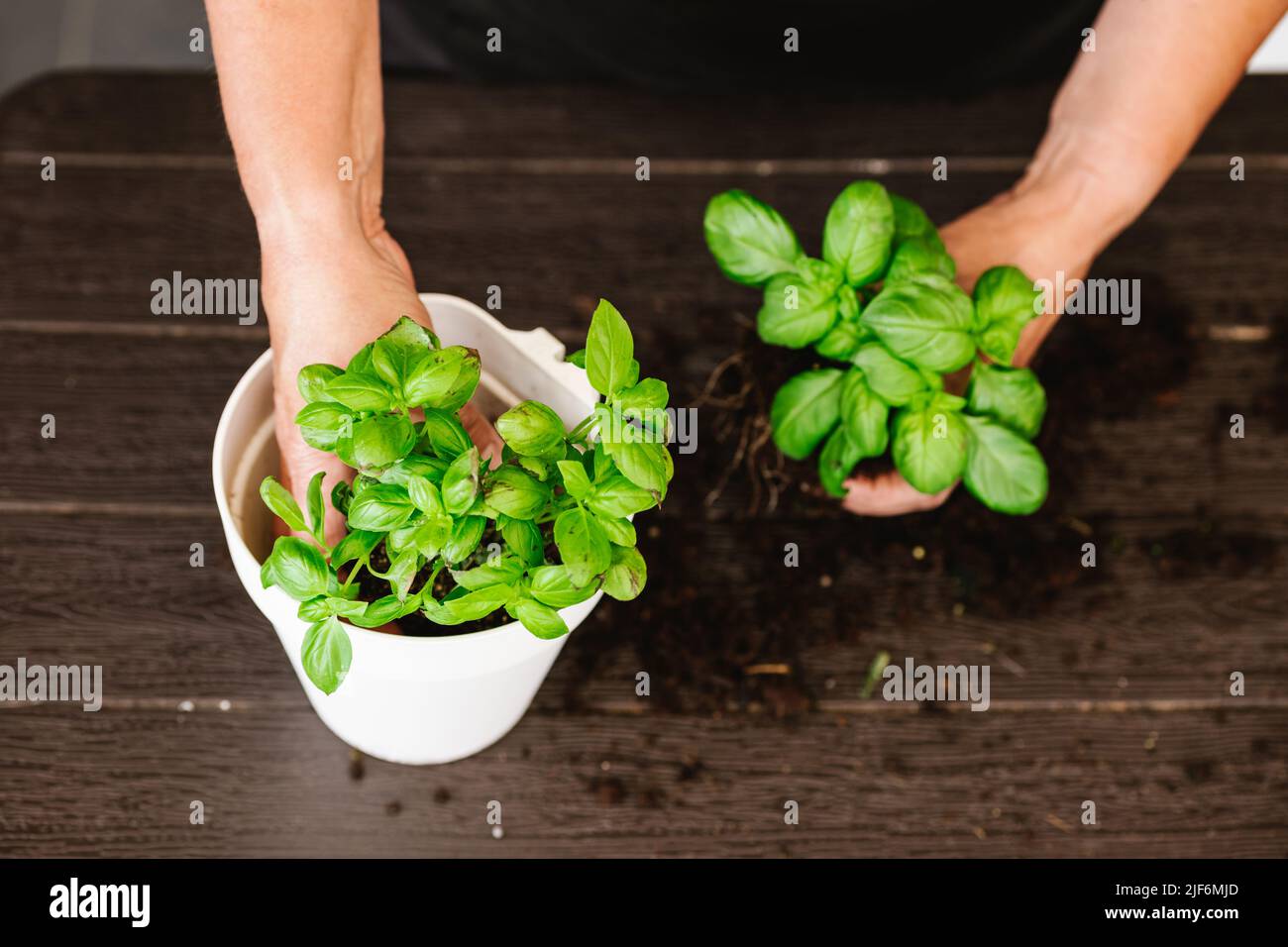 From above of crop unrecognizable gardener replanting green basil plant ...