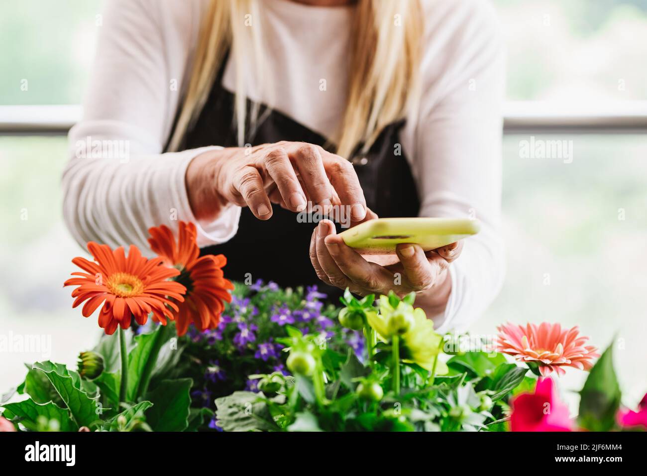 Crop unrecognizable person taking photo of blooming gerbera flower on ...