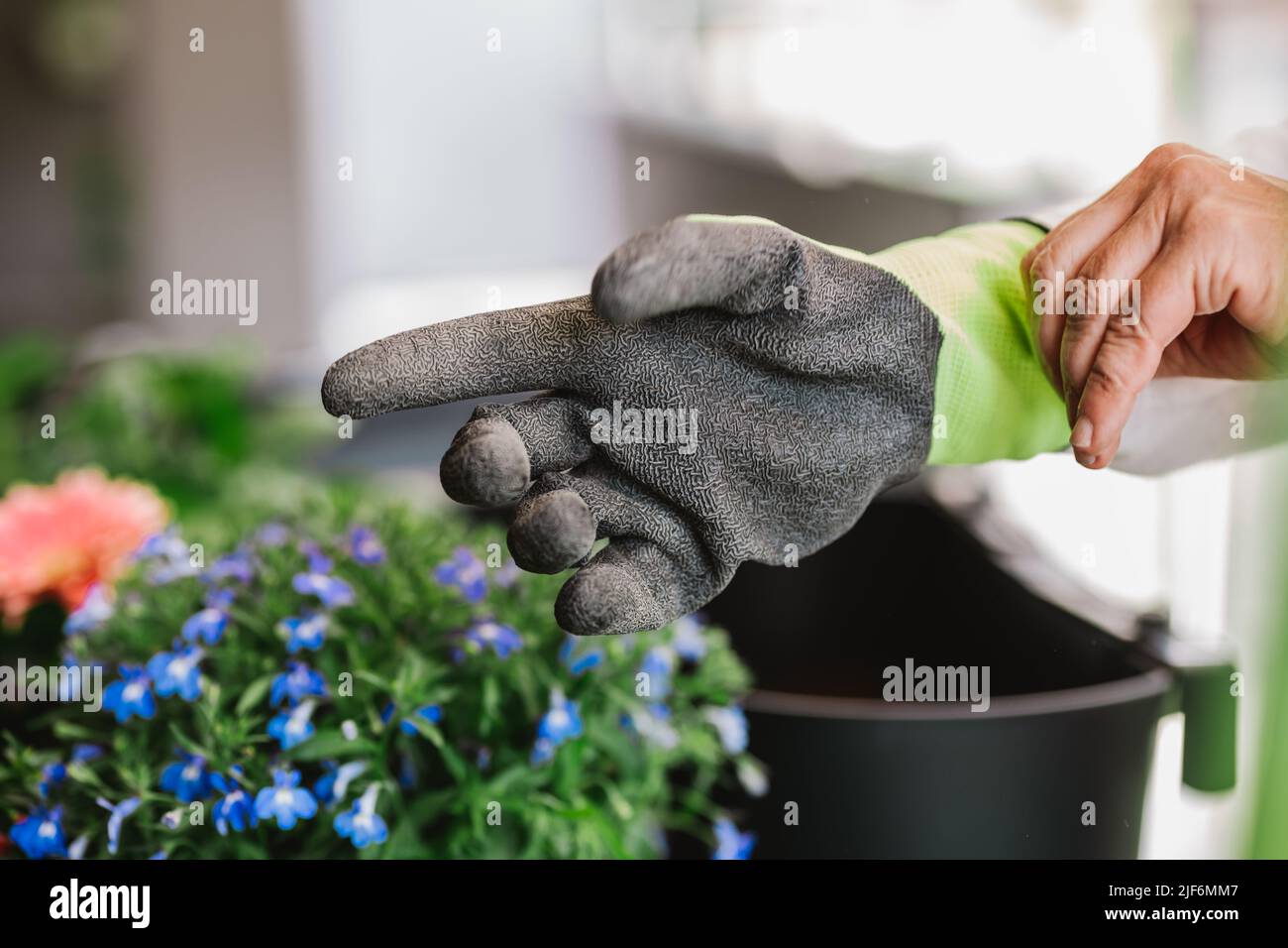 Crop anonymous person putting on glove near blooming flowers while ...