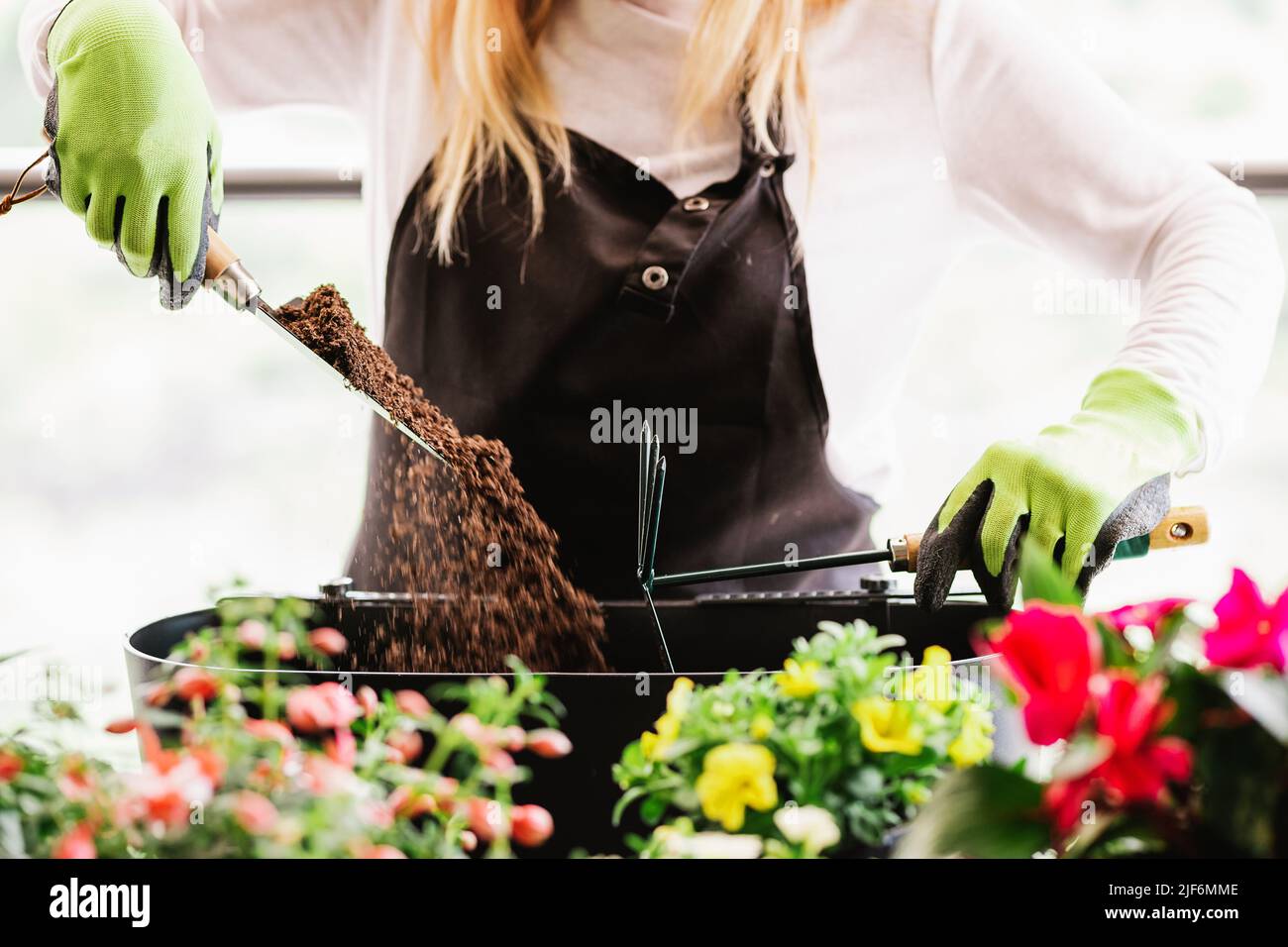 Crop anonymous female gardener in protective gloves pouring fertile ...