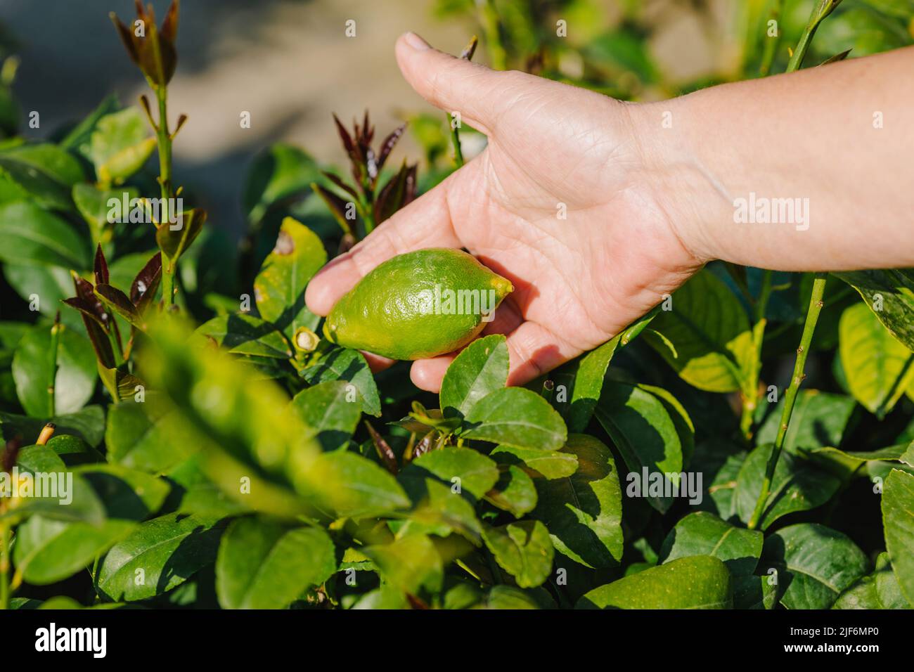 From above anonymous buyer touching unripe lemon on lush potted plant ...