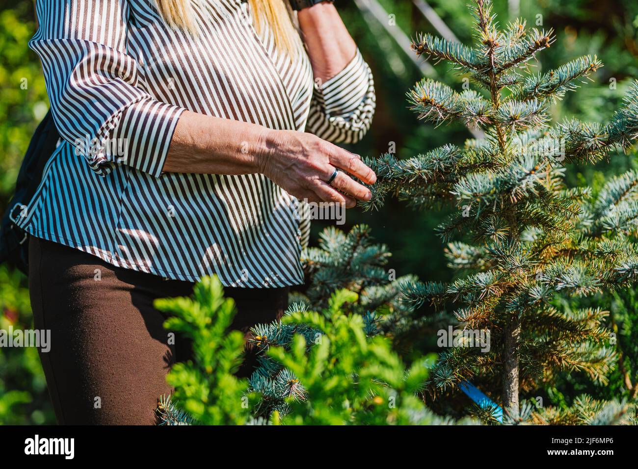 Inspecting tree hi-res stock photography and images - Alamy