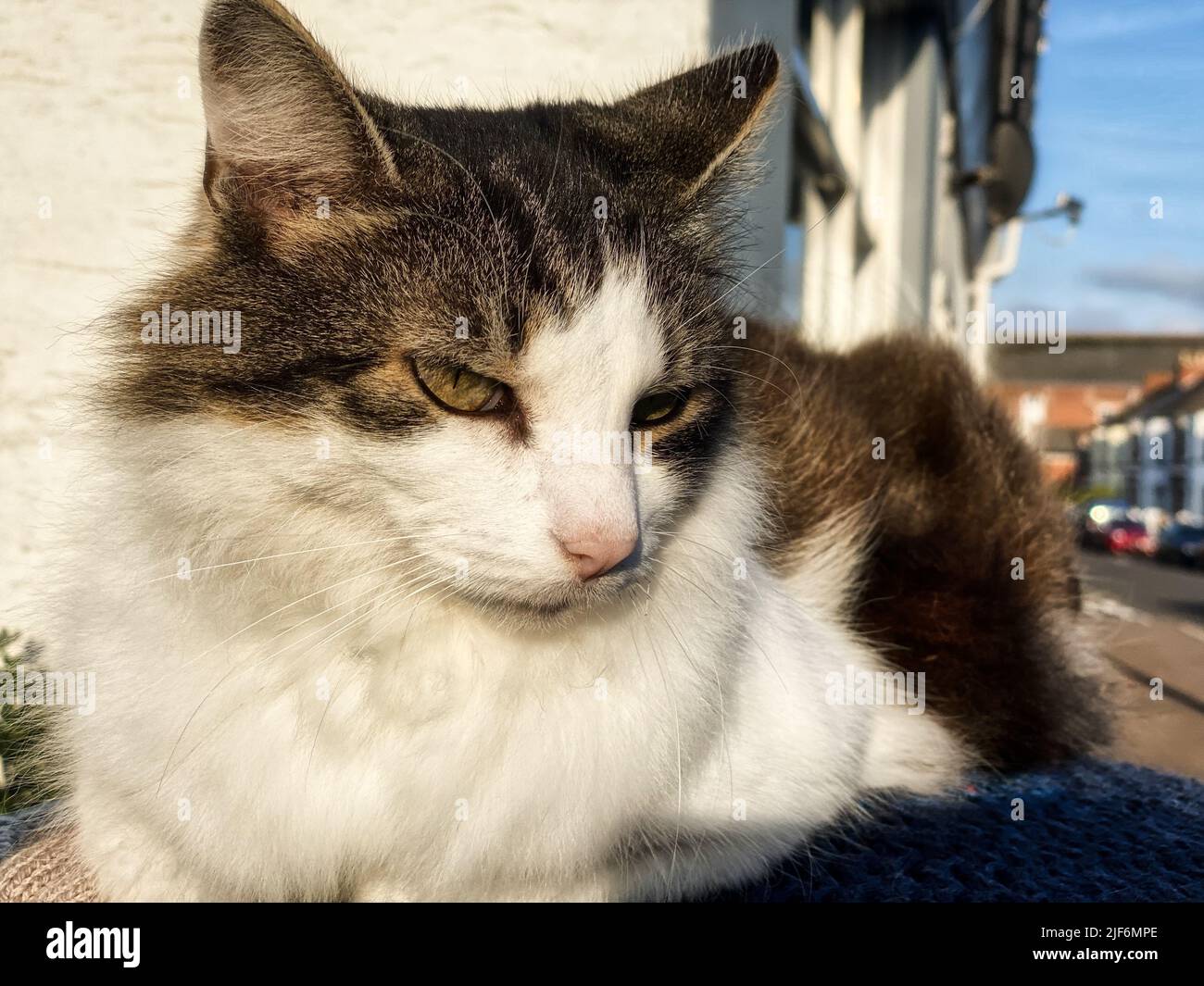 A cat sitting in the sun Stock Photo - Alamy