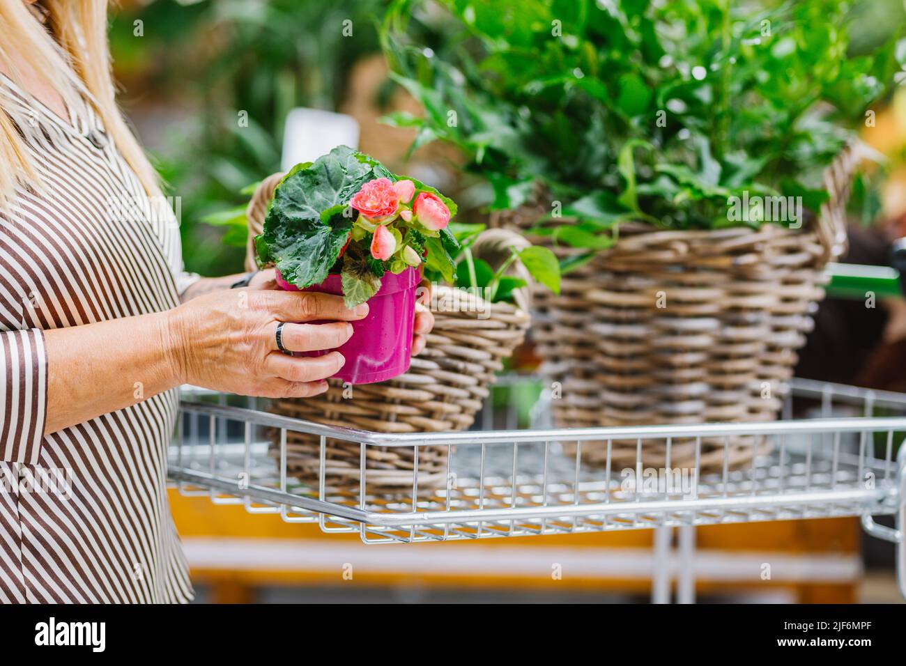 Unrecognizable aged female client carrying bright magenta pot with ...