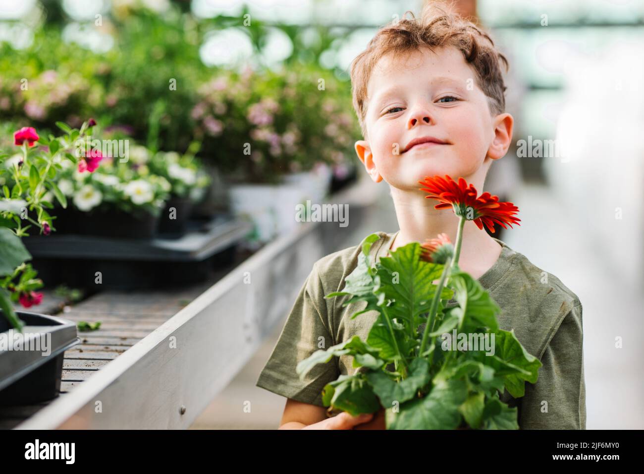 Cute child carrying potted gerbera plant with red flower and looking at ...