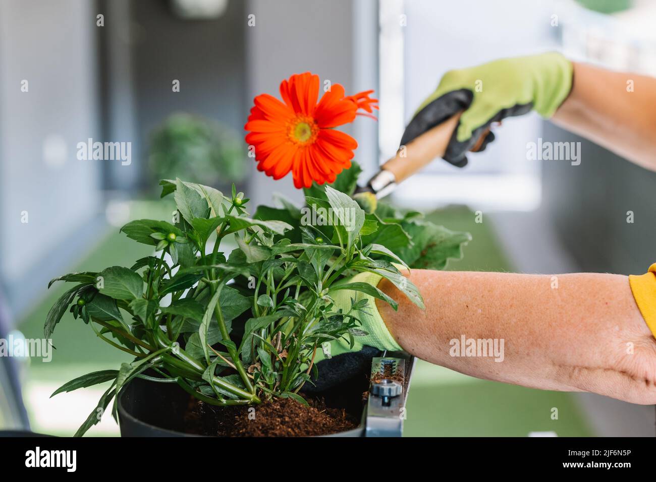 Crop anonymous female gardener in gloves taking care of potted plants ...
