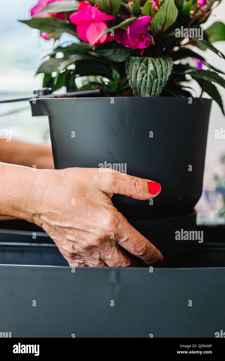 Close up of hands of anonymous female gardener holding plant in pot ...