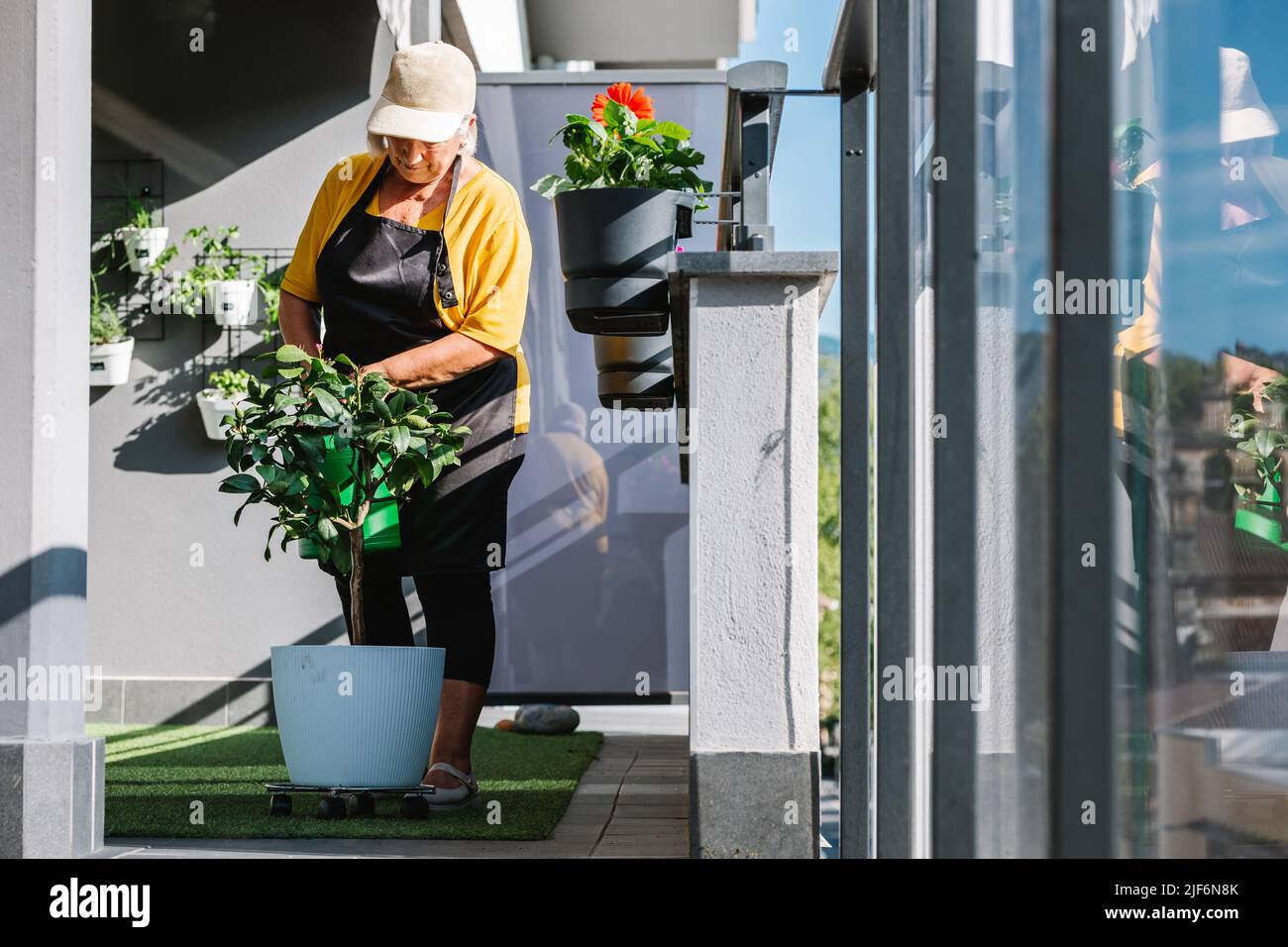 Elderly female gardener in apron and cap watering plants in a balcony ...