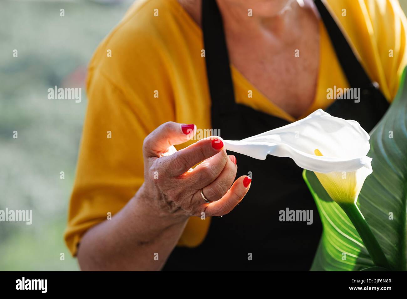Close up of hand of anonymous female gardener taking care of plants in ...