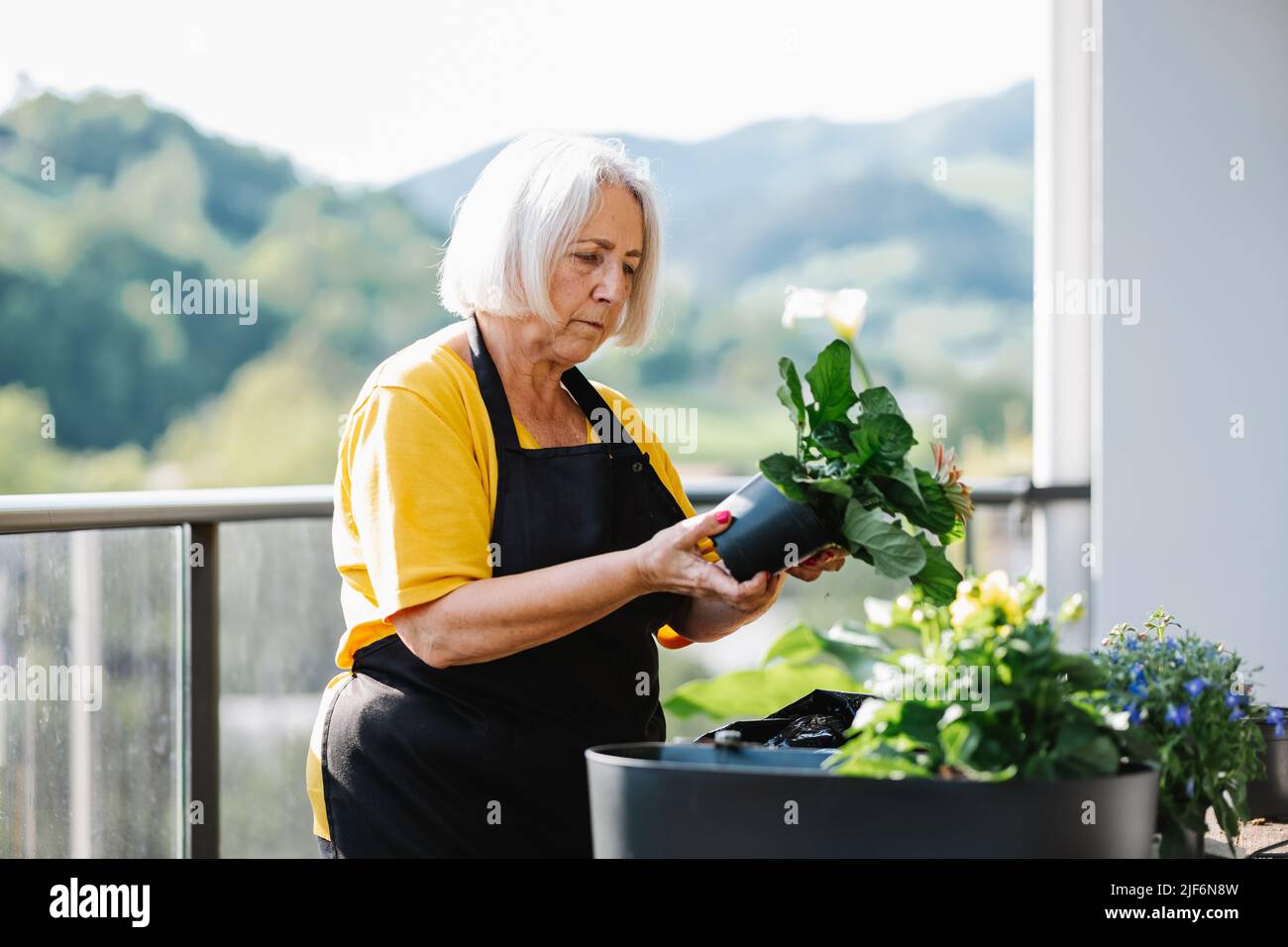 Side view of elderly female gardener in apron taking care of potted ...