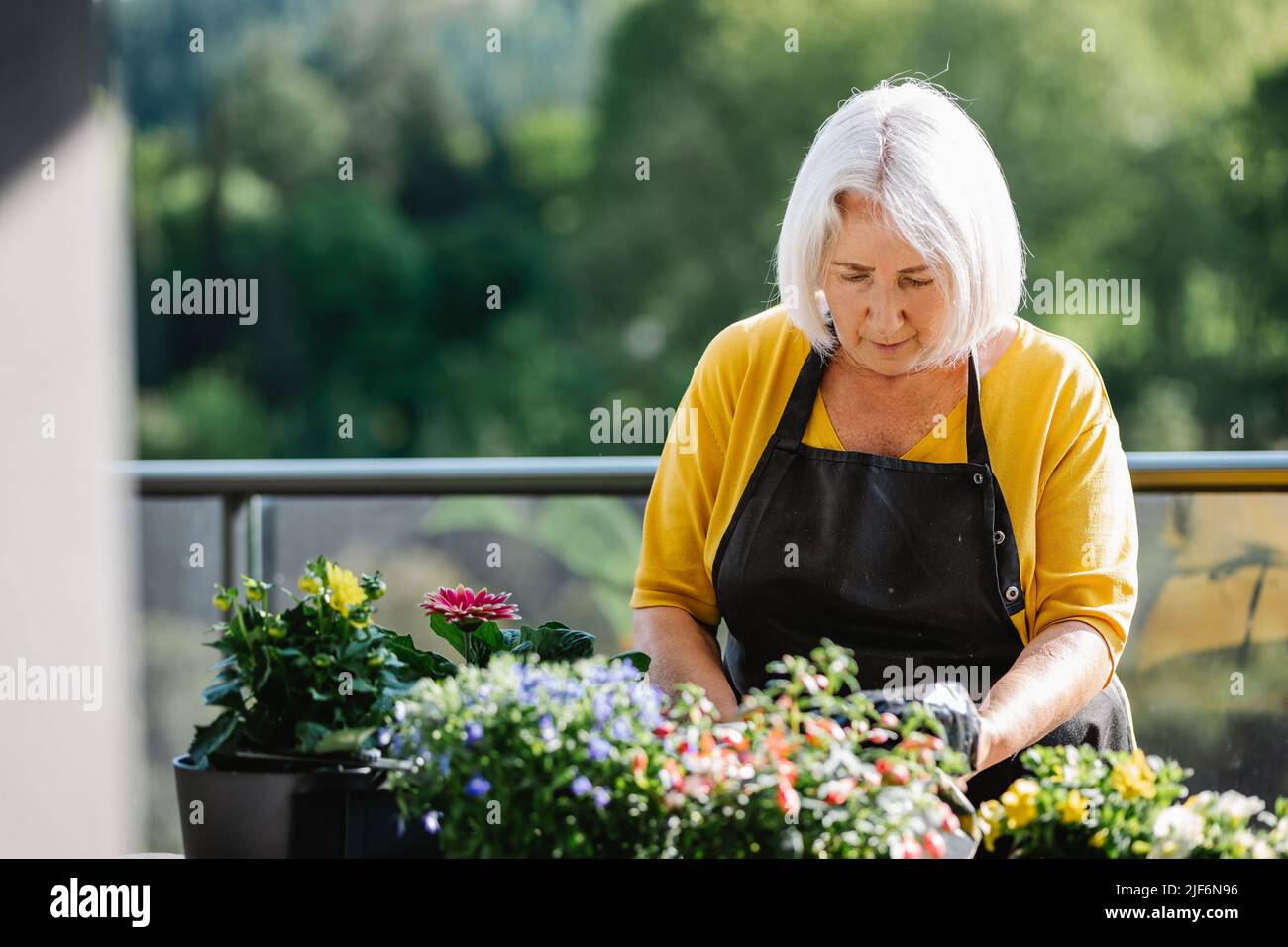 Side view of elderly female gardener in apron taking care of potted ...