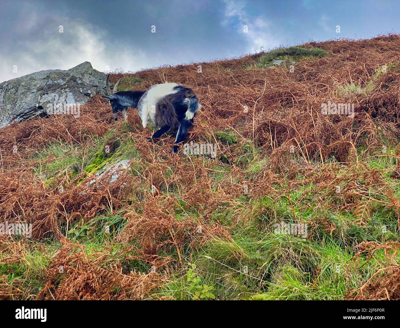 Goats at The Valley of Rocks in Lynton, North Devon Stock Photo - Alamy