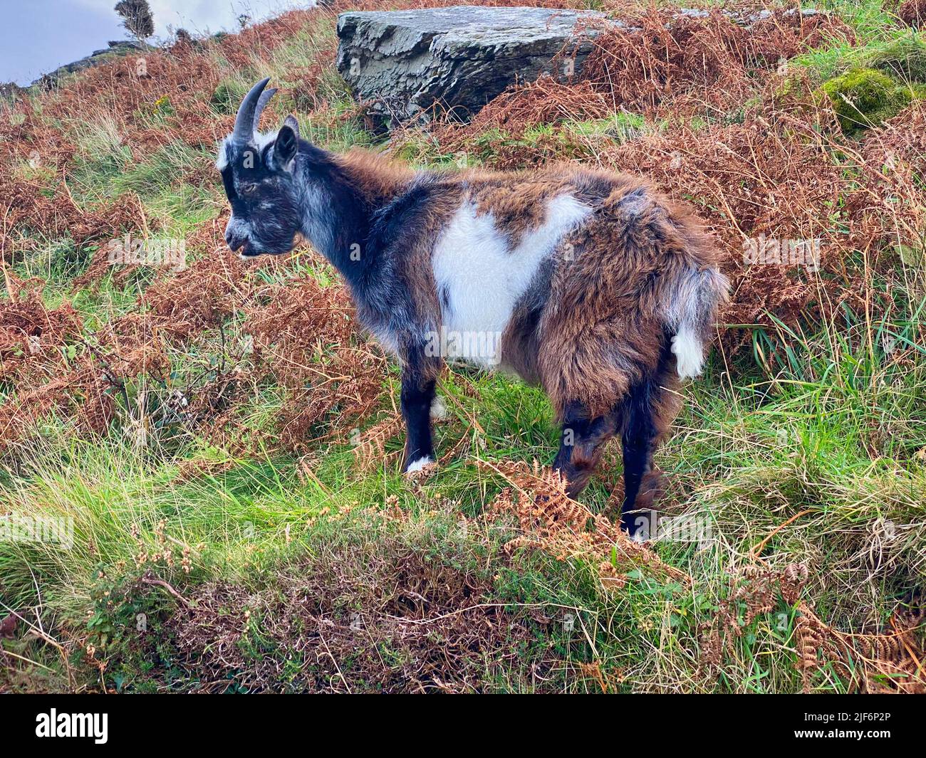 Goats at The Valley of Rocks in Lynton, North Devon Stock Photo - Alamy