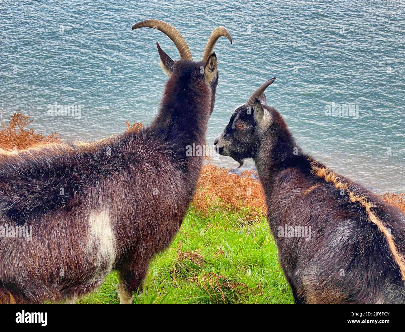 North devon wildlife hi-res stock photography and images - Alamy