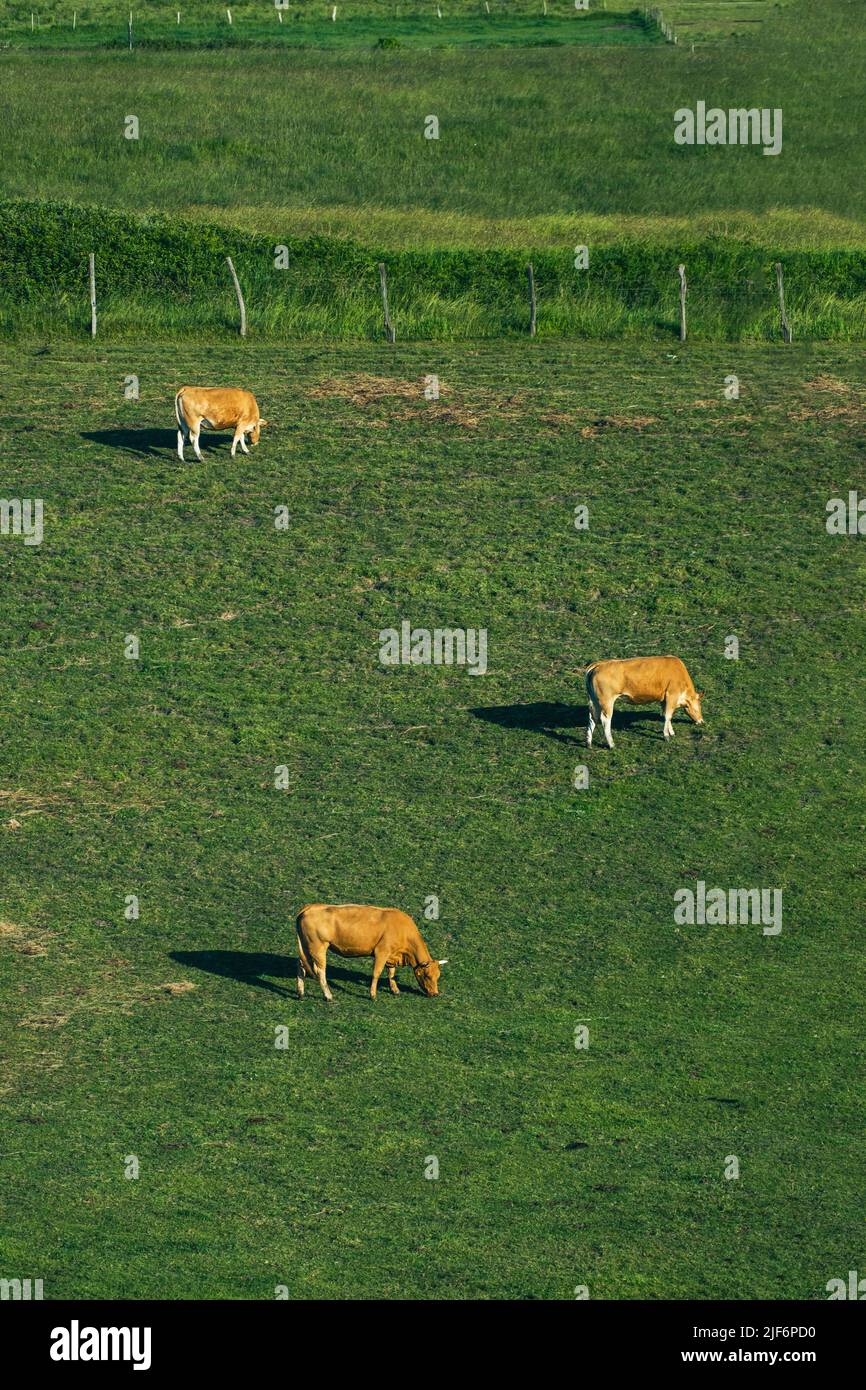 Domestic cattle in landscape hi-res stock photography and images - Alamy