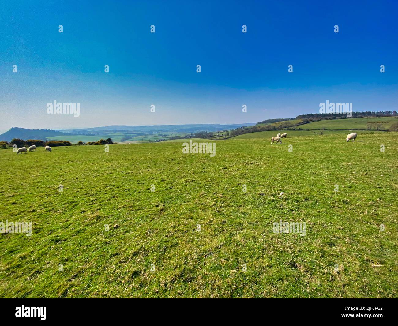 English sheep in field Stock Photo - Alamy
