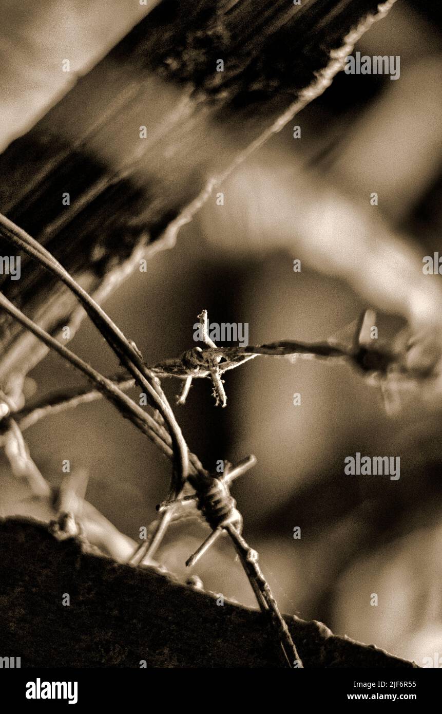 Spikey wire hi-res stock photography and images - Alamy