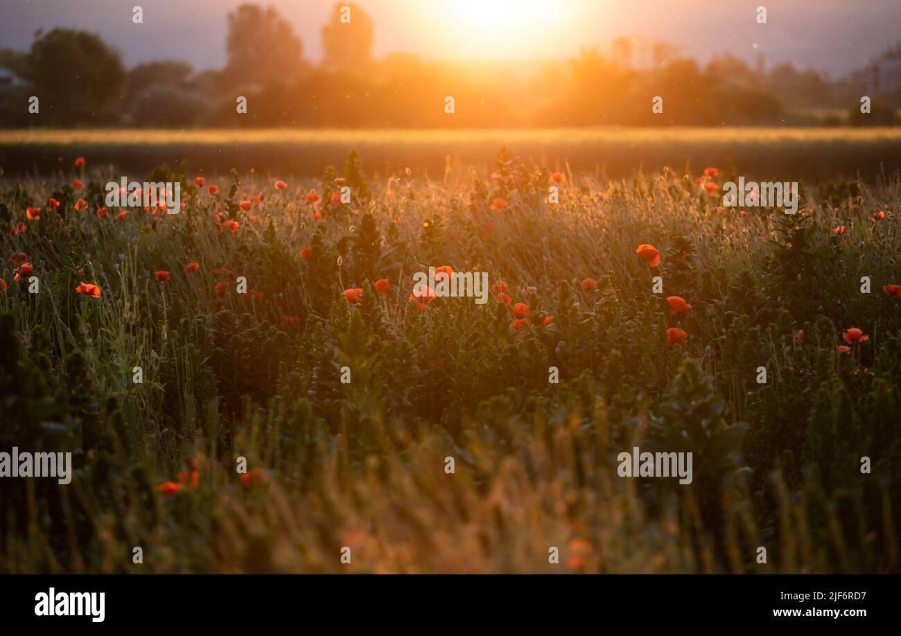 Wild vivid poppy field in magic sunset light. Remembrance day concept ...