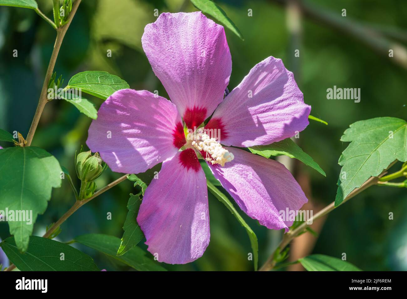 Pink flowers of Hibiscus moscheutos plant close-up. Hibiscus moscheutos ...