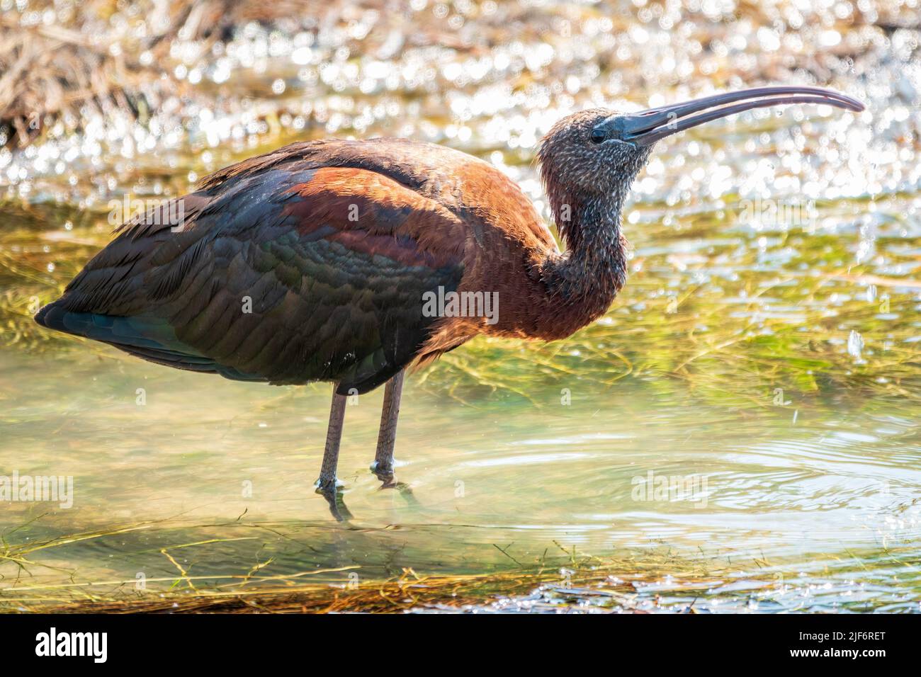 The glossy ibis, latin name Plegadis falcinellus, searching for food in ...