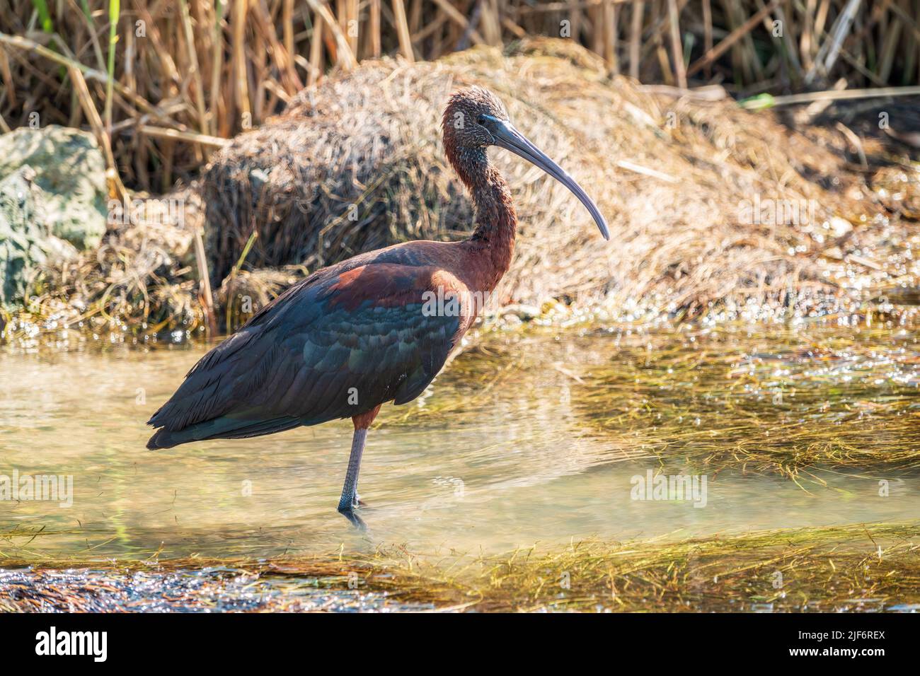 The glossy ibis, latin name Plegadis falcinellus, searching for food in ...
