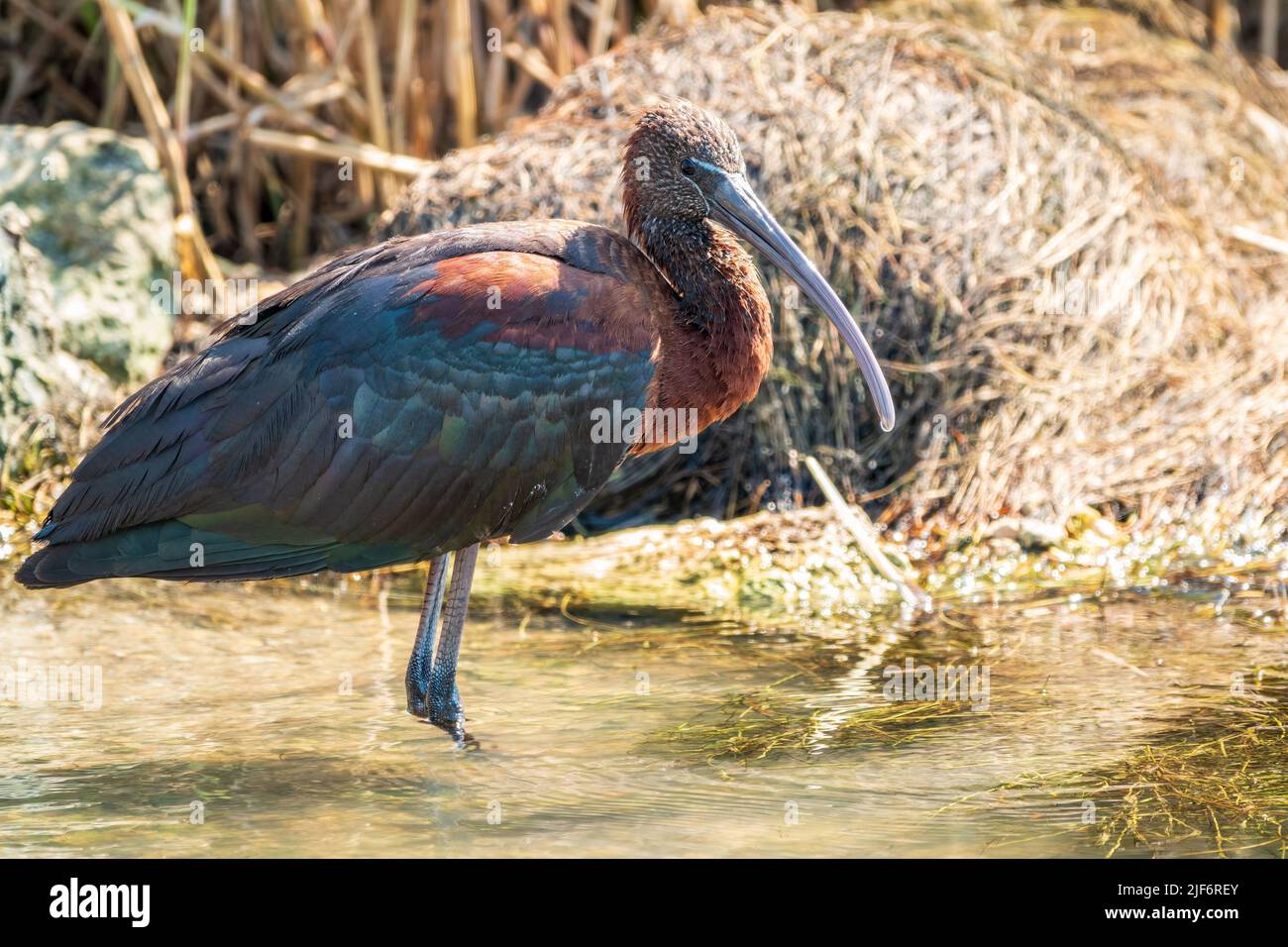 The glossy ibis, latin name Plegadis falcinellus, searching for food in ...
