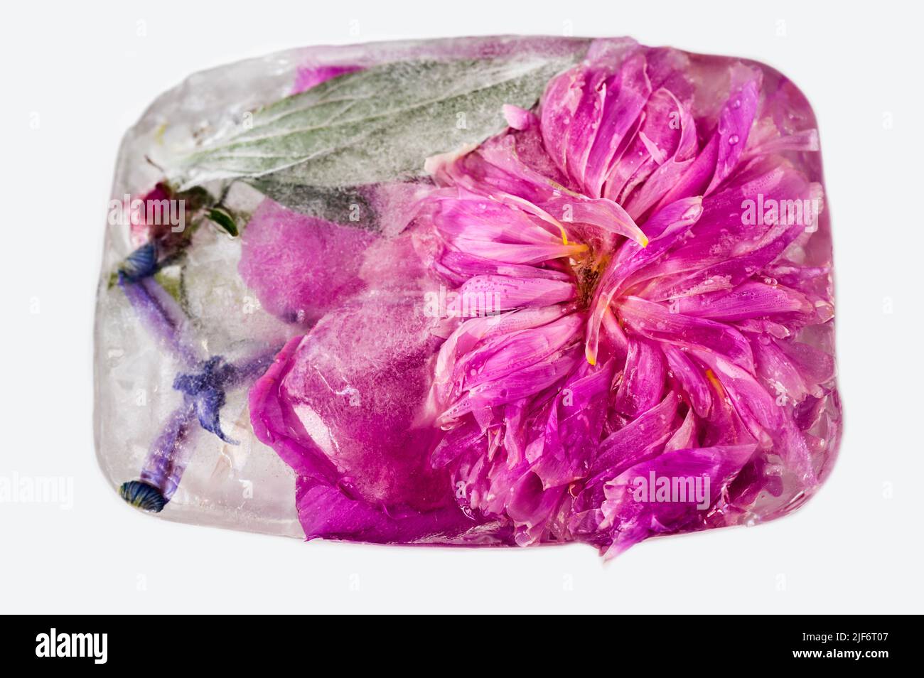 Frozen flower (pink peony and iris) in ice cube on white background ...