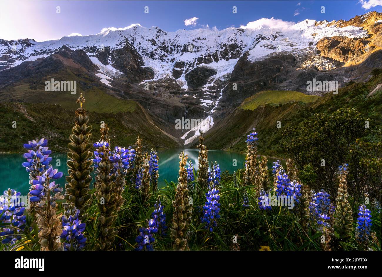 Picturesque landscape of fresh Lupinus mutabilis flowers growing on ...