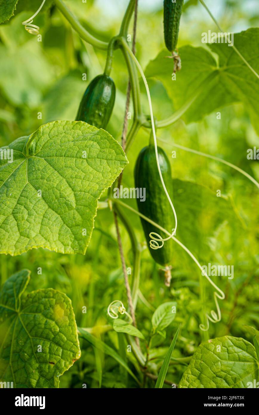 Cucumber plant in greenhouse. Pickle. Vegetable food Stock Photo - Alamy