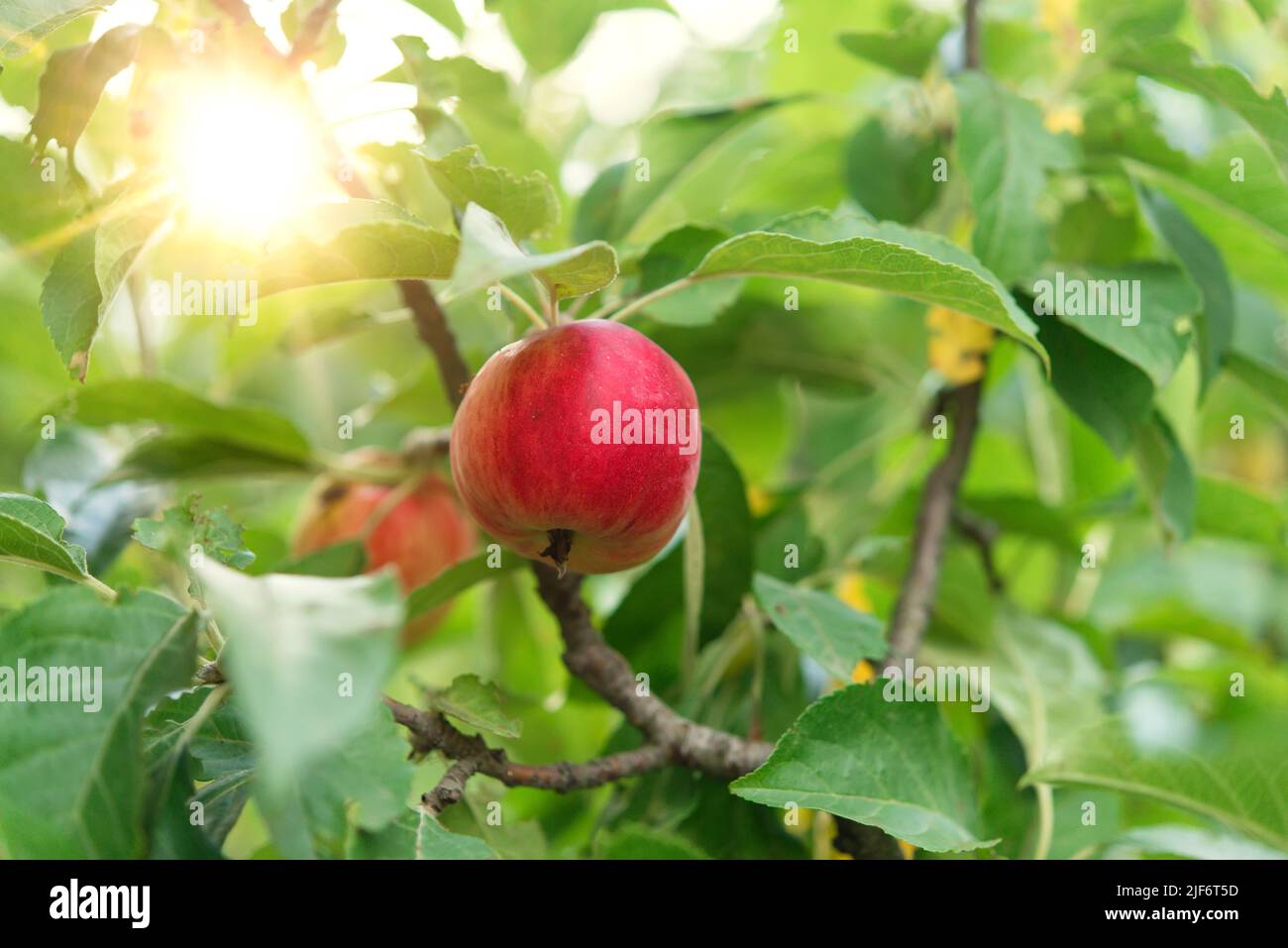 Apple trees in the garden with ripe red apple Stock Photo - Alamy