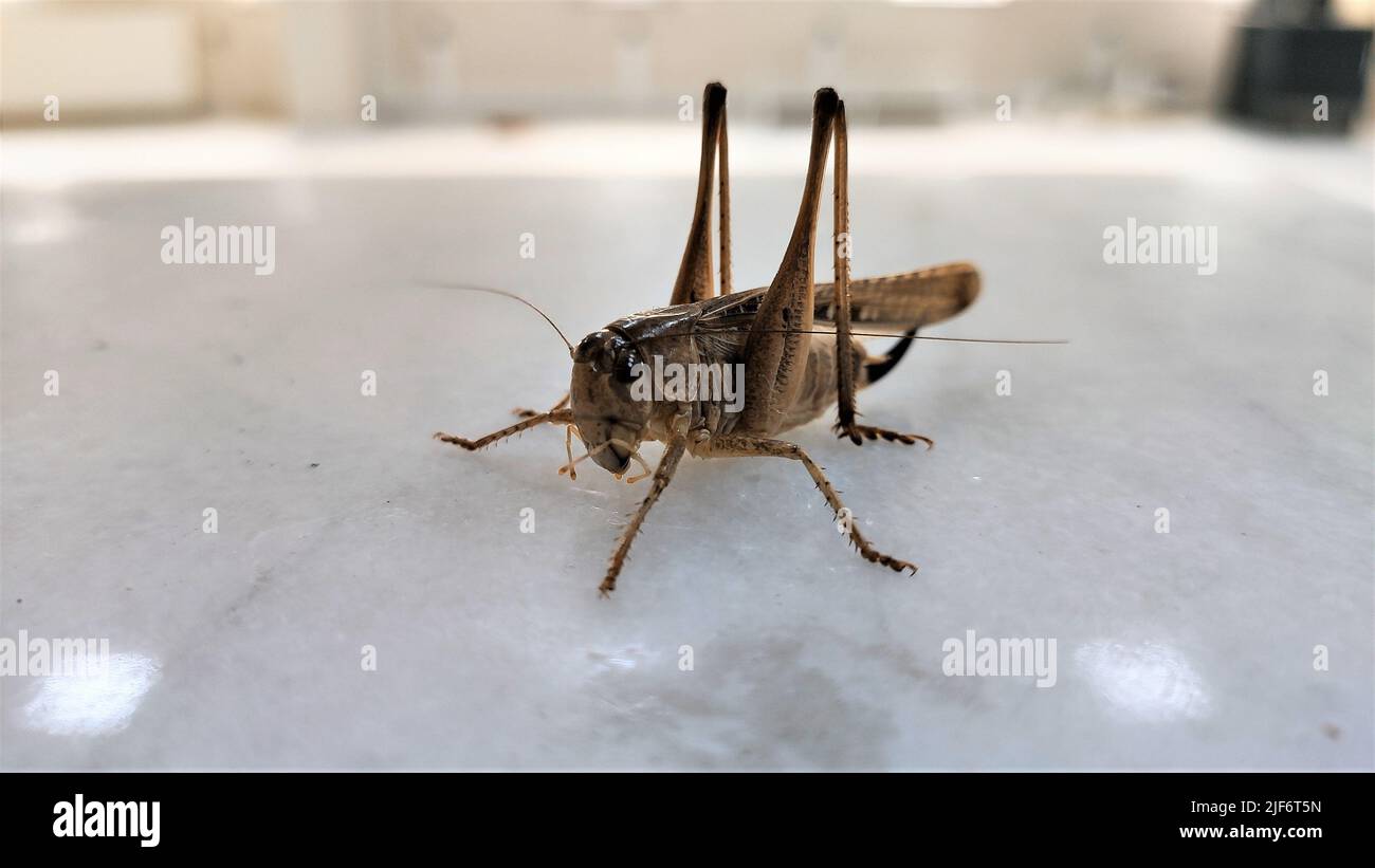 Floor grasshoppers hi-res stock photography and images - Alamy
