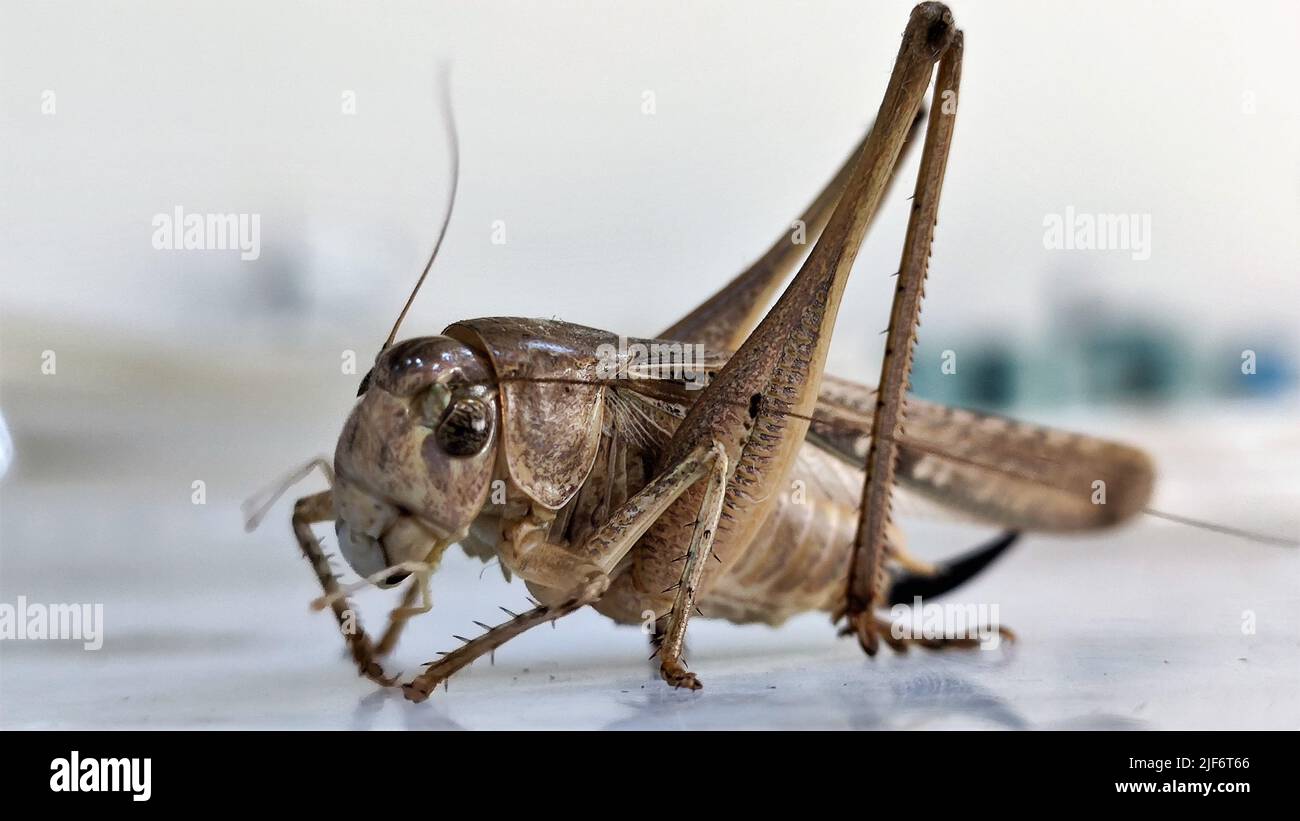 Floor grasshoppers hi-res stock photography and images - Alamy