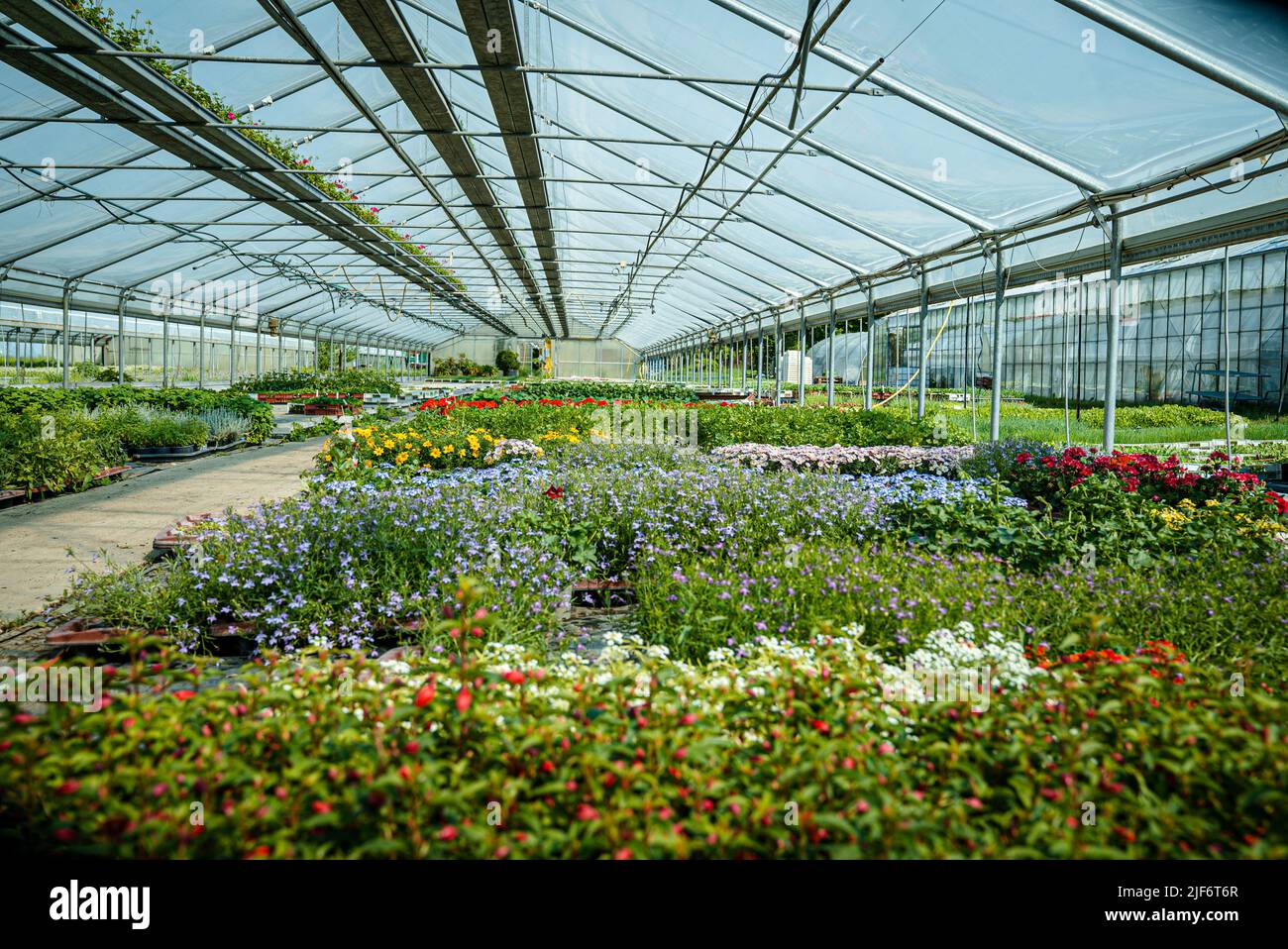 Greenhouse with growing biological flowers and plants. Glasshouse Stock ...