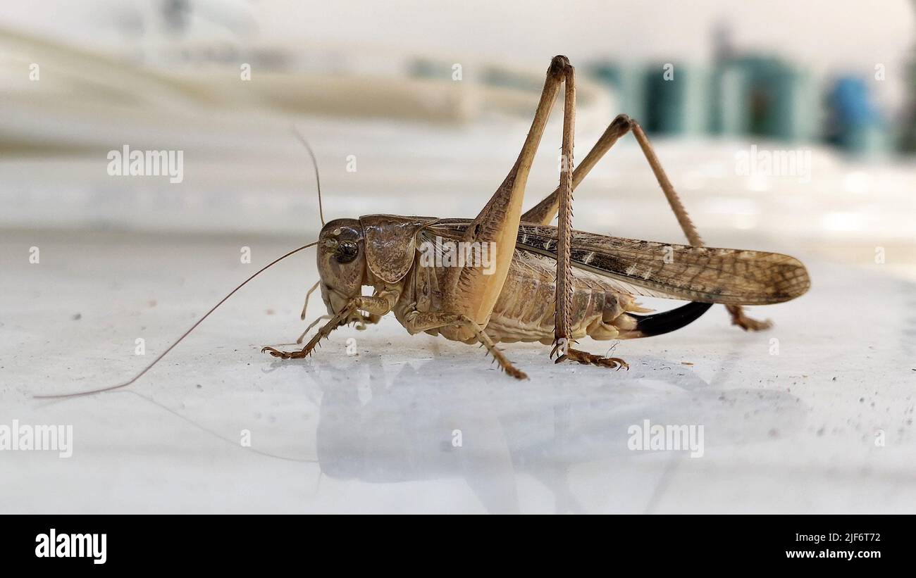 Brown grasshoppers are also called short-horned grasshoppers, floor ...