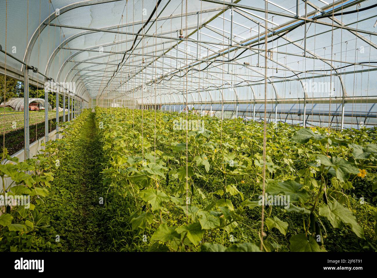 Greenhouse with growing biological flowers and plants. Glasshouse Stock ...