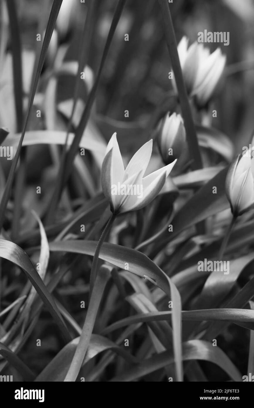 Beautiful fresh spring flowers growing in the flower garden in black ...
